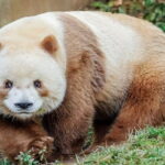 Private Half-Day tour of Xi'an Panda and 4 rare species Center - Key Points