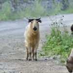 Private Half-Day Tour of Xi'an Panda Animal Protection Park - Authenticity and Reviews: Real Traveler Insights