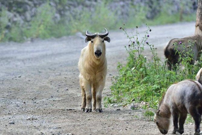 Private Half-Day Tour of Xi'an Panda Animal Protection Park - Authenticity and Reviews: Real Traveler Insights