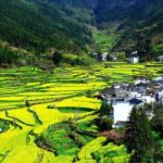 Private Hangzhou Tea Plantation and Garden Tour with Lunch - Practical Tips for Travelers