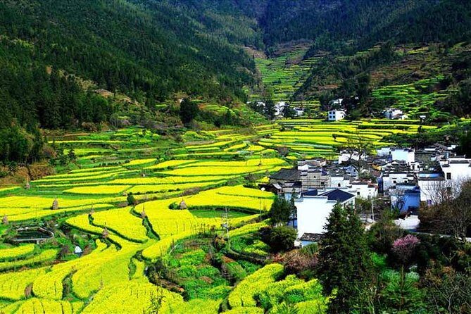 Private Hangzhou Tea Plantation and Garden Tour with Lunch - Practical Tips for Travelers