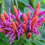 Private Hilo Shore Excursion - Botanical Gardens & Waterfalls - Transportation and Group Size