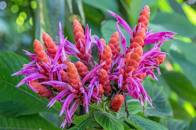 Private Hilo Shore Excursion - Botanical Gardens & Waterfalls - Transportation and Group Size