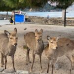 Private Hiroshima and Miyajima Tour with Licensed Guide - Visiting Miyajima – A UNESCO World Heritage Site