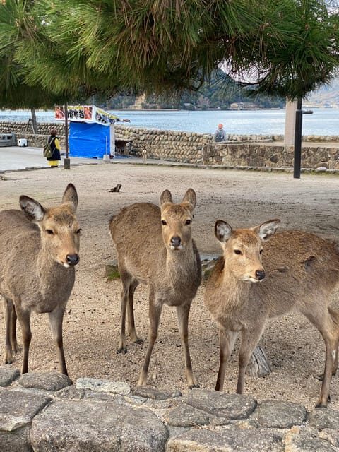 Private Hiroshima and Miyajima Tour with Licensed Guide - Visiting Miyajima – A UNESCO World Heritage Site