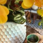 Private Hoi An Rosara Spa with Free Pick up or Drop off - What to Expect on Your Visit