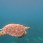Private Island Hopping from Port Barton with Turtle Watching - What You Need to Know Before Booking