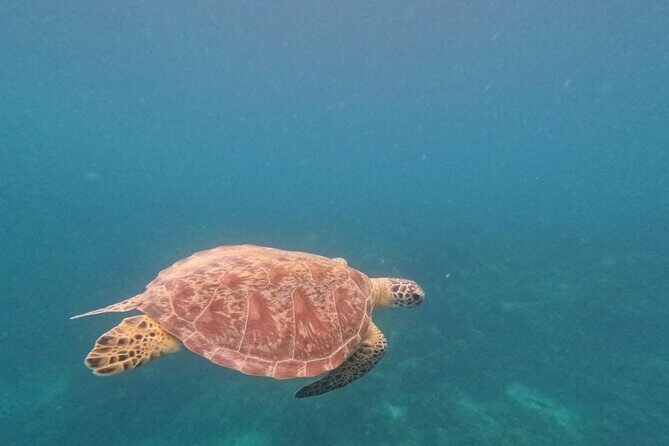 Private Island Hopping from Port Barton with Turtle Watching - What You Need to Know Before Booking