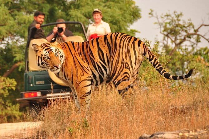 Private: Jaipur To Ranthambore One Way Drop in an AC Vehicle - FAQs