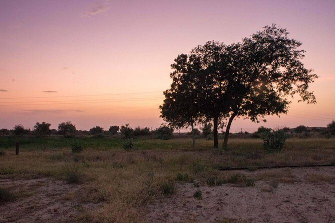 Private Jaisalmer Rural Farm Tour - Why This Tour Matters: Authenticity and Education