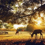 Private Japanese Ancient Tour from Kyoto to Nara - Final Thoughts