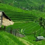 Private Jatiluwih Rice Terraces Heritage Site and Culture Tour - Why This Tour Is a Great Pick