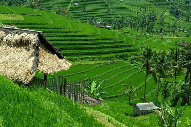 Private Jatiluwih Rice Terraces Heritage Site and Culture Tour - Why This Tour Is a Great Pick