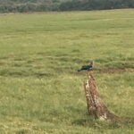 Private Jeep Safari at Minneriya National Park - Breaking Down the Experience