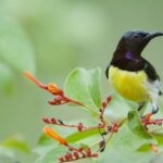 Private Jeep Safari at Minneriya National Park - The Final Verdict