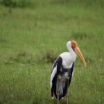 Private Jeep Safari at Minneriya National Park - Half Day Tour - What Makes the Tour Stand Out
