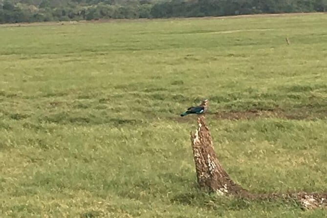 Private Jeep Safari at Minneriya National Park - Breaking Down the Experience