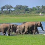 Private Jeep Safari tour at Wilpattu National Park from Sigiriya or Dambulla - Who Will Enjoy This Tour?