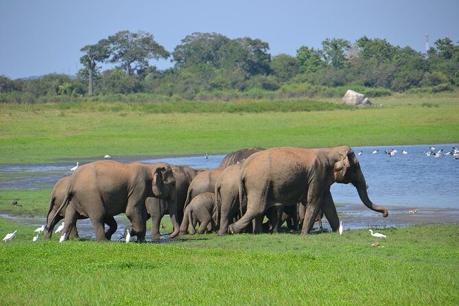 Private Jeep Safari tour at Wilpattu National Park from Sigiriya or Dambulla - Who Will Enjoy This Tour?