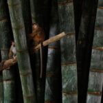 Private Kandy Day Tour From Negombo - Detailed Breakdown of the Itinerary