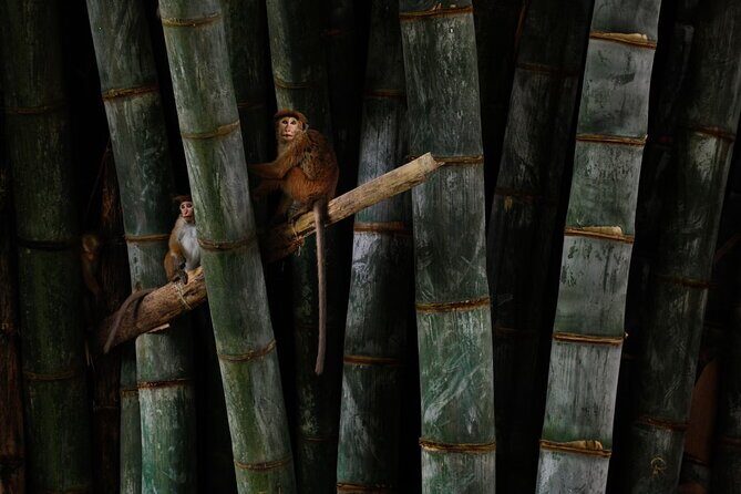 Private Kandy Day Tour From Negombo - Detailed Breakdown of the Itinerary