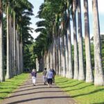 Private Kandy Tour by Air-Conditioned Car: Do it All in One Day - What Does This Tour Mean for You?