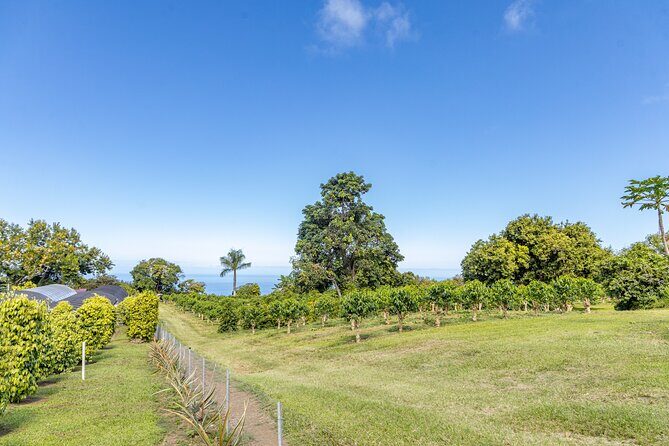 Private Kona Coffee and National Historic Parks Tour - The Practicalities: What to Expect