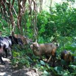 Private Kunjapuri Sunrise Tour - A Detailed Look at the Kunjapuri Sunrise Tour