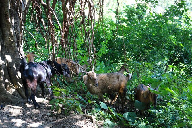 Private Kunjapuri Sunrise Tour - A Detailed Look at the Kunjapuri Sunrise Tour