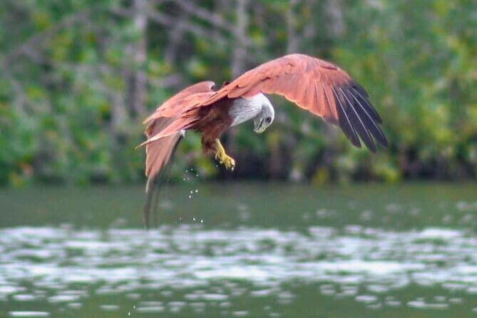 Private Langkawi Mangrove Forest Boat Tour Tg Rhu with Lunch - Final Thoughts