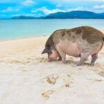 Private Longtail Boat Tour to Koh Madsum and Koh Tan with Lunch - The Value Proposition