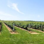 Private Luxury Wine Tours of Long Island Pindar Winery - The Intangible Value: What You Get for Your Money