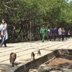 Private Mangrove Forest and Monkey Island Exploration - A Closer Look at the Itinerary and What to Expect