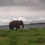 Private Minneriya National Park Jeep Safari And Sigiriya Tour - Key Points