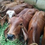 Private Mumbai by Dawn and Spiritual Temple Tour - Logistics and Practical Tips