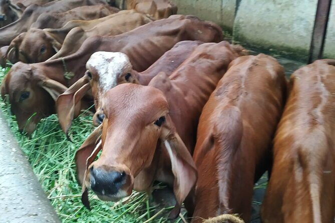 Private Mumbai by Dawn and Spiritual Temple Tour - Logistics and Practical Tips