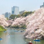 Private Must-see Sakura Journey in Tokyo City - The Practical Side: What to Expect