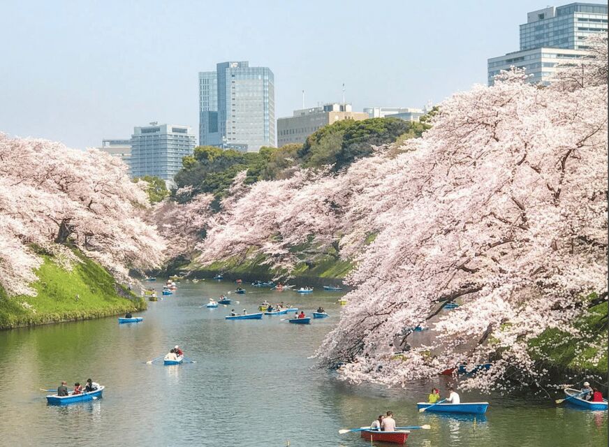 Private Must-see Sakura Journey in Tokyo City - The Practical Side: What to Expect