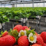 Private Nami Island and Organic Strawberry Farm Tour - What Travelers Say