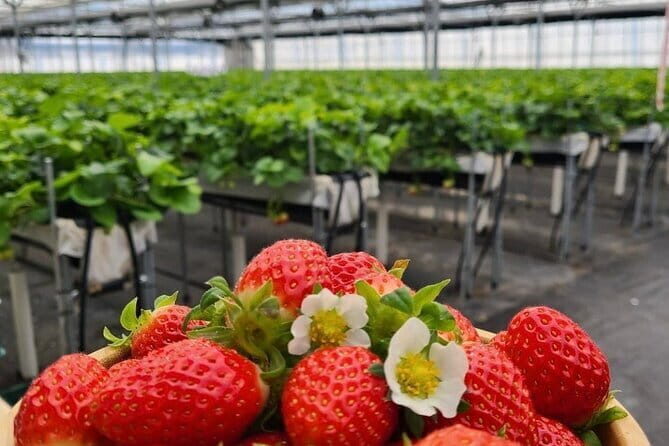 Private Nami Island and Organic Strawberry Farm Tour - What Travelers Say