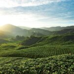 Private Nature Trip to Cameron Highlands from Kuala Lumpur - What’s It Like Visiting the Farms and Markets?