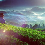 Private Nature Trip to Cameron Highlands from Kuala Lumpur - Summary