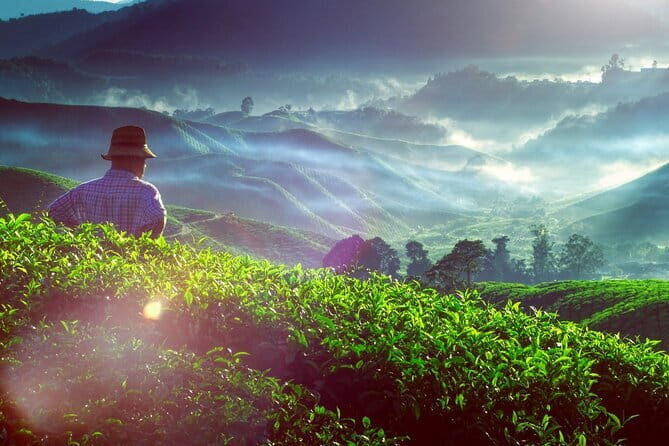 Private Nature Trip to Cameron Highlands from Kuala Lumpur - Summary