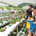 Private Nature Trip to Cameron Highlands from Kuala Lumpur - Analyzing the Value