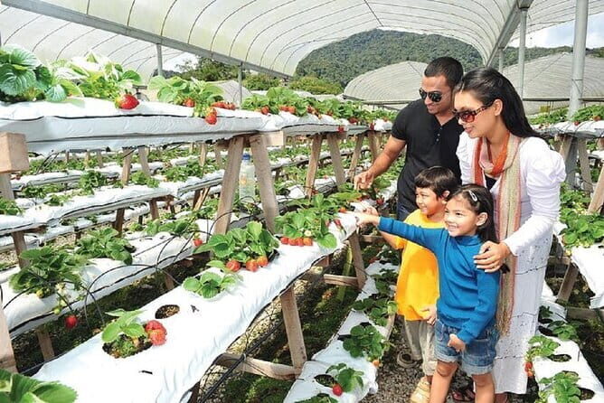 Private Nature Trip to Cameron Highlands from Kuala Lumpur - Analyzing the Value