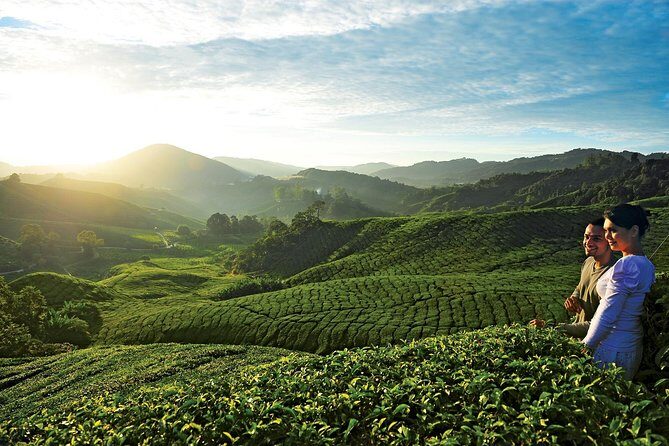 Private Nature Trip to Cameron Highlands from Kuala Lumpur - What’s It Like Visiting the Farms and Markets?