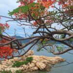 Private Nha Trang Dalat tour in one day include lunch( 12hours) - Influences from Genuine Traveller Feedback