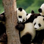 Private Panda Base and Leshan Buddha Day Tour from Chongqing - Practical Details and Value