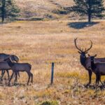 Private Pikes Peak Region Backcountry Full Day Adventure Tour - The Itinerary: A Closer Look at Each Stop