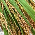 Private Rice Agriculture Experience in Mie - Is It Worth the Price?